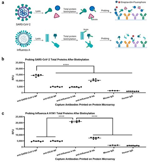 Biomedicines Free Full Text A Protein Microarray Based Respiratory Viral Antigen Testing