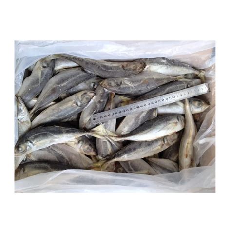 Horse Mackerel Fish Big Eye Mackerel Fish Japanese Horse Mackerel