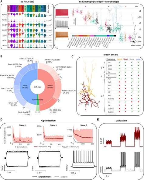 Single Neuron Models Linking Electrophysiology Morphology And