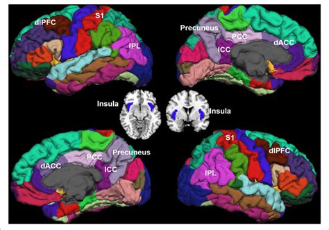 Regions Of Interest Sensorimotor Network Smn Bilateral Download Scientific Diagram