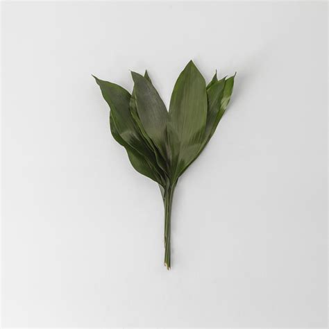 Order Bulk Flower Fillers Wholesale Fillers And Greens Online