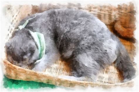 다양한 귀여운 고양이는 수채화 스타일 일러스트 인상파 그림을 포즈를 취합니다 갈색에 대한 스톡 벡터 아트 및 기타 이미지 갈색 개 귀여운 Istock