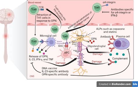 Pathophysiology Of Multiple Sclerosis Ms Entry Of Autoreactive T
