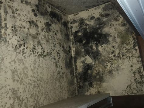 How Why And Where Does Black Mold Grow Rytech Restoration