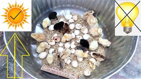 HATCH EGGS WITHOUT INCUBATOR Egg Hatching In Sunlight BEST Egg Incubator Without