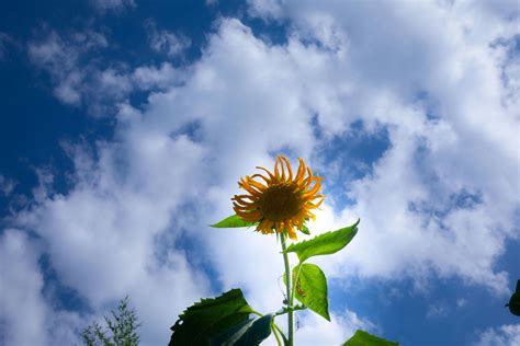 Franklinsaintwallpaper4k Photos Download The Best Free Franklin