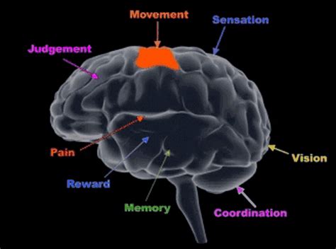 Sex Brain Brain GIF Sex Brain Brain Functions Of The Brain Discover Share GIFs