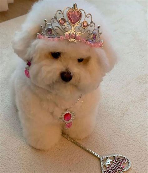 My Adorable Princess R Cute