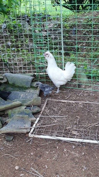 어미닭 주위만 맴도는 아리들 병아리떼 종종종 여름 나들이 24년7월 출생 닭생 33일차 아리들 암탉이 병아리를 품듯이