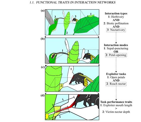Modelling Direct Biotic Interactions With A Focus On Filamentous Fungi Sci Dani