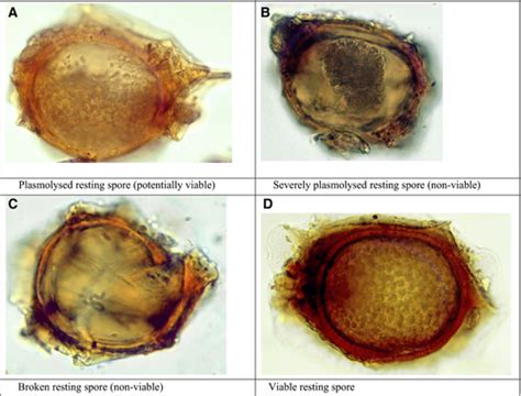 Pm 728 2 Synchytrium Endobioticum 2017 Eppo Bulletin Wiley