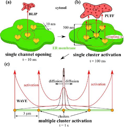 Color Online Schematic Representation Of The Spatial And Temporal
