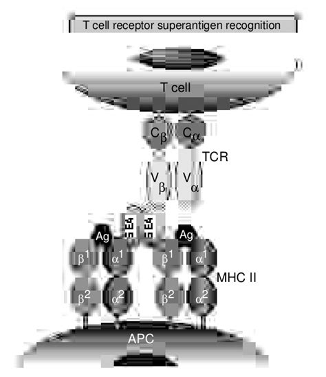 The β Chain Of The Tcr Recognizes Sea Bound To The Outside Of The Mhc Download Scientific