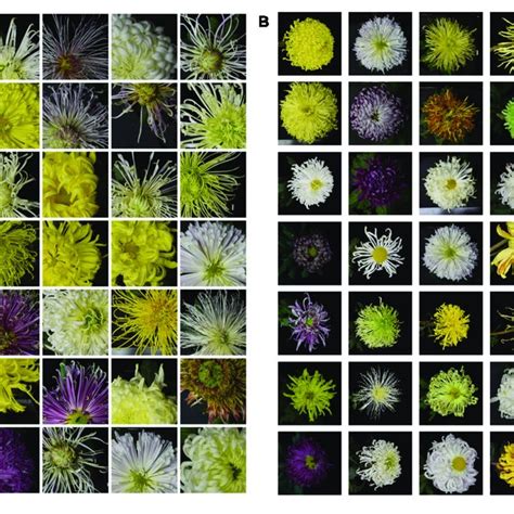 Sample Images From Dataset Training And Validation Ab Are