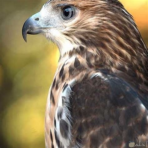 اجمل الصور صقر بأنواعه و أروع خلفيات صقور Hd