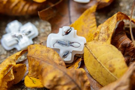 Dead Bug White Steam Deck Dpad Deck Buttons