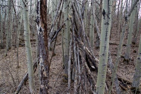 Rustic Tree Branch Structure In Forest Setting Stock Image Image Of Solitary Thin