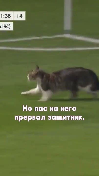 Коты на футбольном поле Youtube