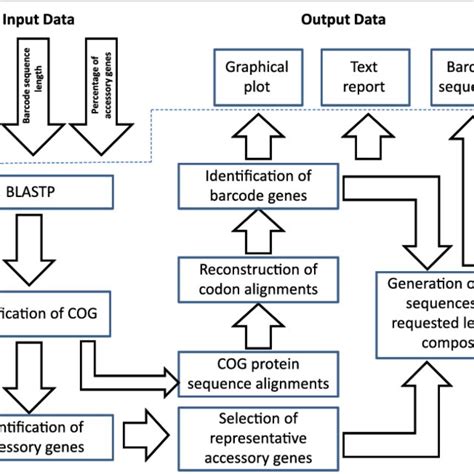 Workflow Diagram Of Selection Of Diagnostic Barcode Sequences