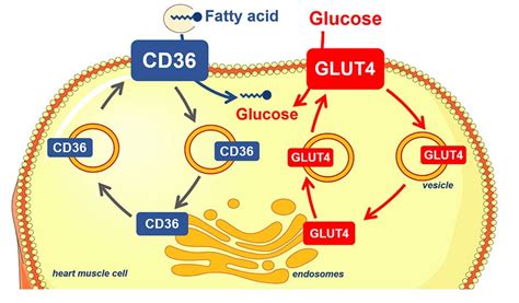 Myocardial Lipid Metabolism Targeting Cd36 To Treat Cardiac Disease