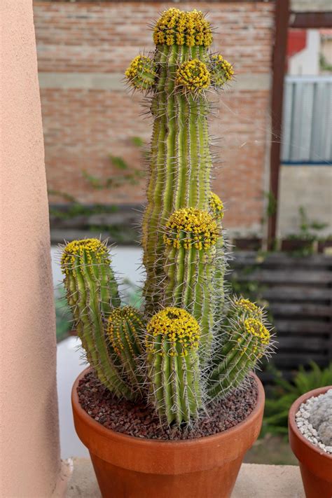 Euphorbias Plant Care And Collection Of Varieties