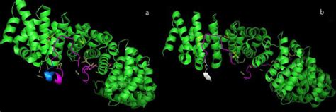 Structure Modeling Of Wild Type And P Gln1517argfsx6 Mutation Of The Download Scientific