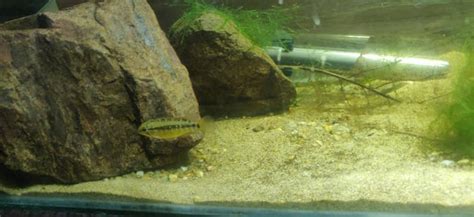 Help With Id Please Species Sex R Apistogramma