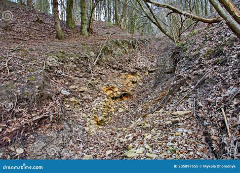 Exposed Tree Roots Soil Erosion Loess Rock Slope Wall In Natural Landscape Stock Image Image