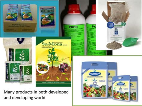 Ppt Use Of Trichoderma Pseudomonas And Bacillus Spp In Ipm Programs Powerpoint Presentation