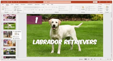 Solved How To Copy A Slide In PowerPoint Your Slide Buddy Solved How To Copy A Slide In PowerPoint Your Slide Buddy