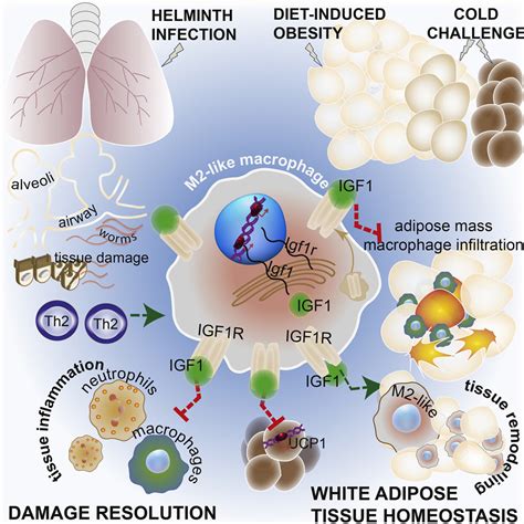 IGF Shapes Macrophage Activation In Response To Immunometabolic Challenge Cell Reports
