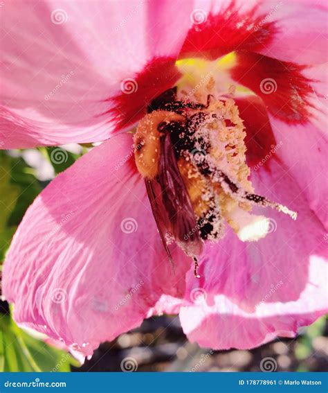 Busy Bee Hard At Work Stock Image Image Of Work Hibiscus 178778961