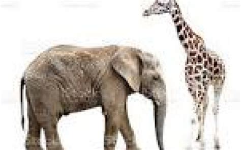 Syair Bercerita Gajah Dan Jerapah