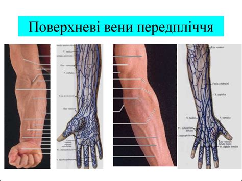Будова та розвиток вен регіональні особливості кровопостачання органів Online Presentation