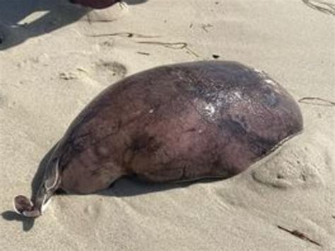 Mystery Blob Creature Washes Up At Quinns Rock Beach In Western Australia News Com Au