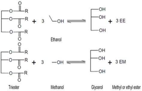 Transesterification Reactions Download Scientific Diagram