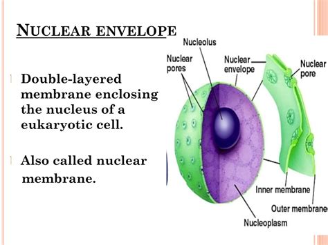 Ppt Nucleus Structure And Function Powerpoint Presentation Free Download Id8899266