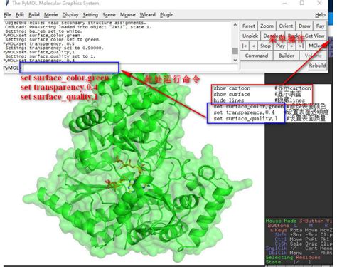 pymol（1 8 6）作图技巧之cartoon和surface镶嵌模型 阿里云开发者社区