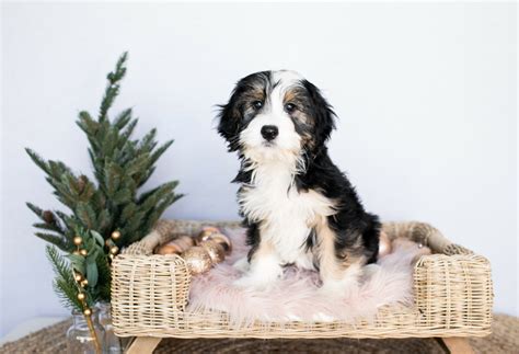 991003001548453 Australian Sheepadoodles Australia