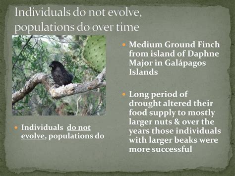 Ppt Ap Biology Chapter 23 The Evolution Of Populations Powerpoint