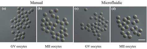 Evaluation Of Oocytes Thawed From Microfluidics Vitrification Via Download Scientific Diagram