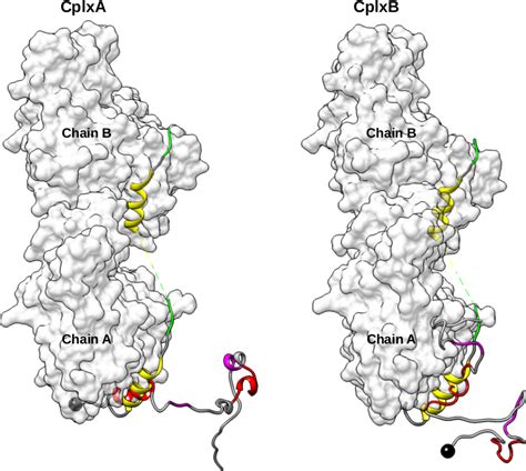 Side View Of The Two Best 21 Actin Domain V Encounter Complexes With