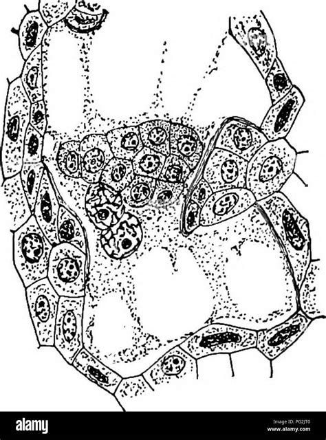 Morphology Of Gymnosperms Gymnosperms Plant Morphology 330 Please