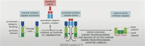 Uoft Bio230 Section 2 Lecture 11 Programmed Cell Death Flashcards
