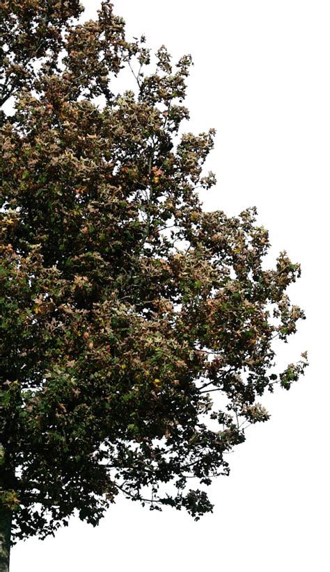 Tree 31 Png By Gd08 On DeviantART Tree Psd Tree Garden Illustration