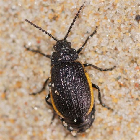Yellow Bordered Dune Beetle Galeruca Bugguide