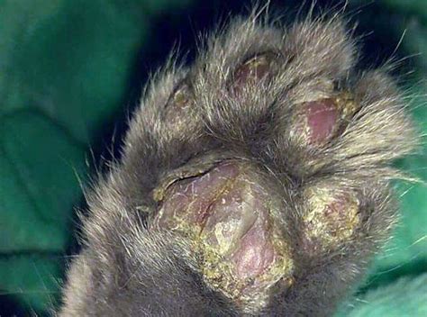 Pemphigus In Cats Cat World