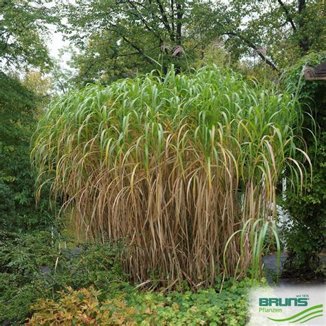 Miscanthus X Giganteus Aksel Olsen Von Bruns Pflanzen