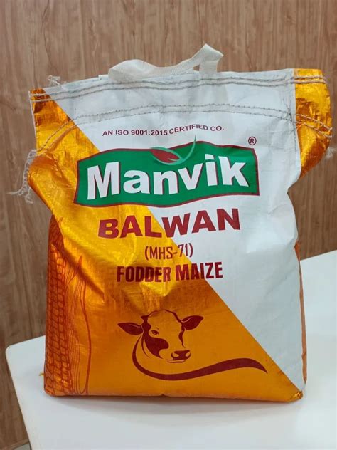 Manvik Balwan At Rs 450kg Maize Grain In Rampura Id 2850870476273