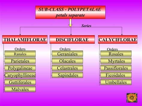 Classification Ppt